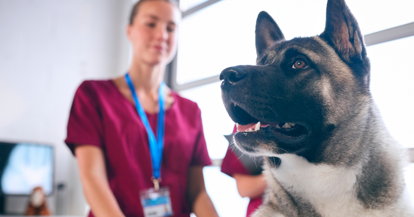 Veterinary Practice Solutions | Covetrus