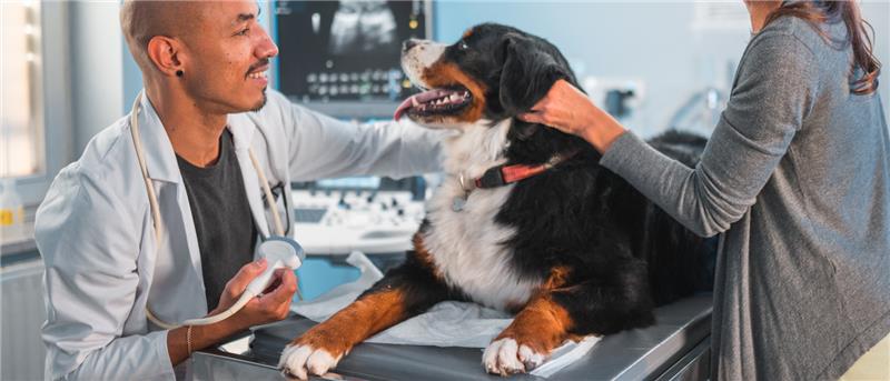 Impromed Equine® Vet Practice Management Software | Covetrus